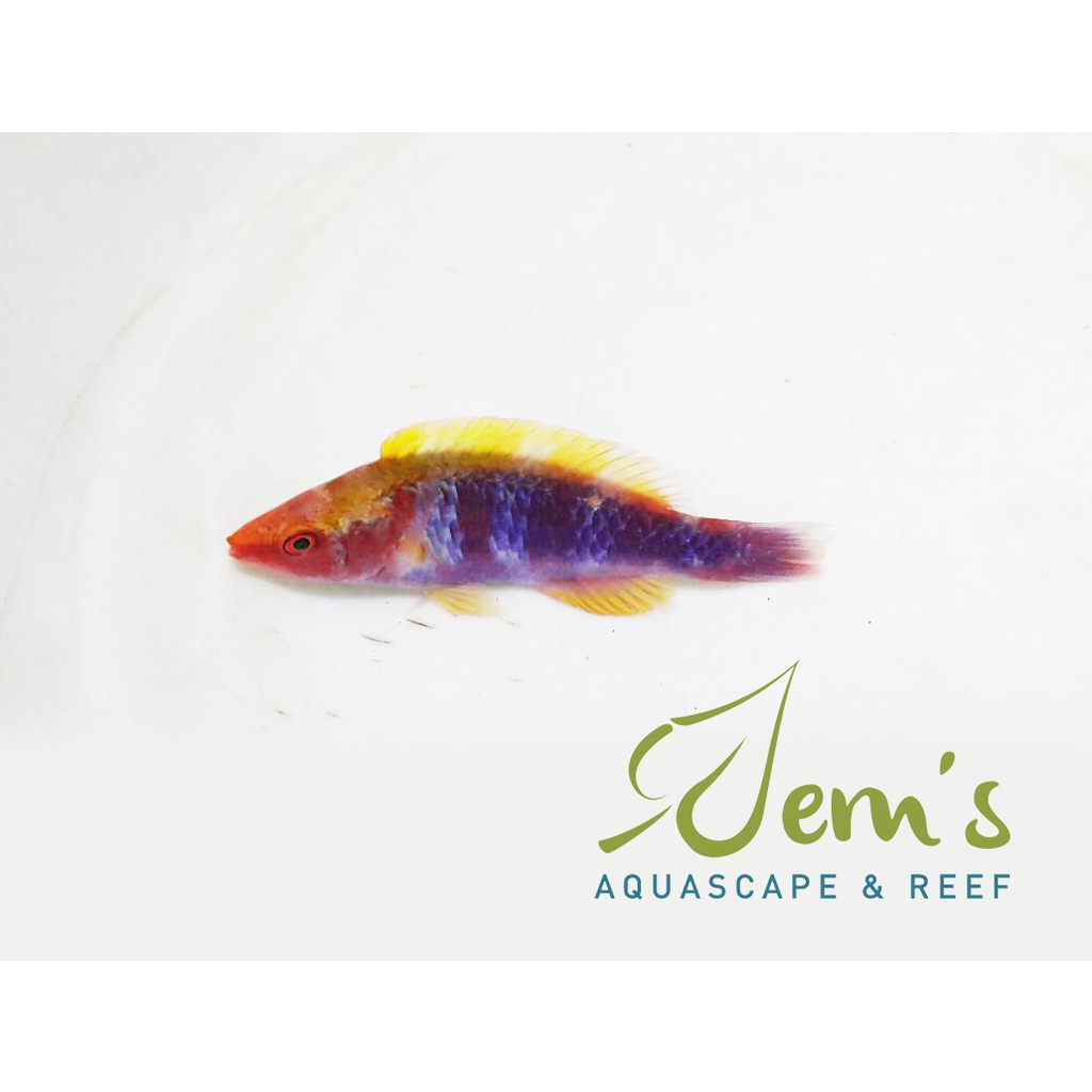 Jual Ikan Air Laut KKO Model (Multicolor Lubbock's Fairy Wrasse ...