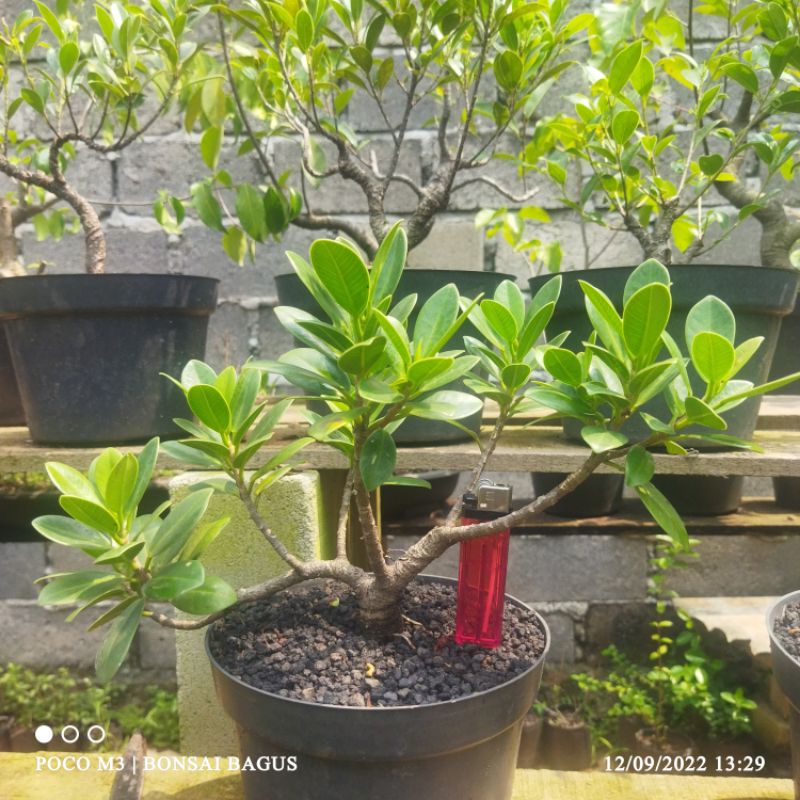 Jual Bahan Bonsai Beringin Korea ( Ficus Coreana) | Shopee Indonesia