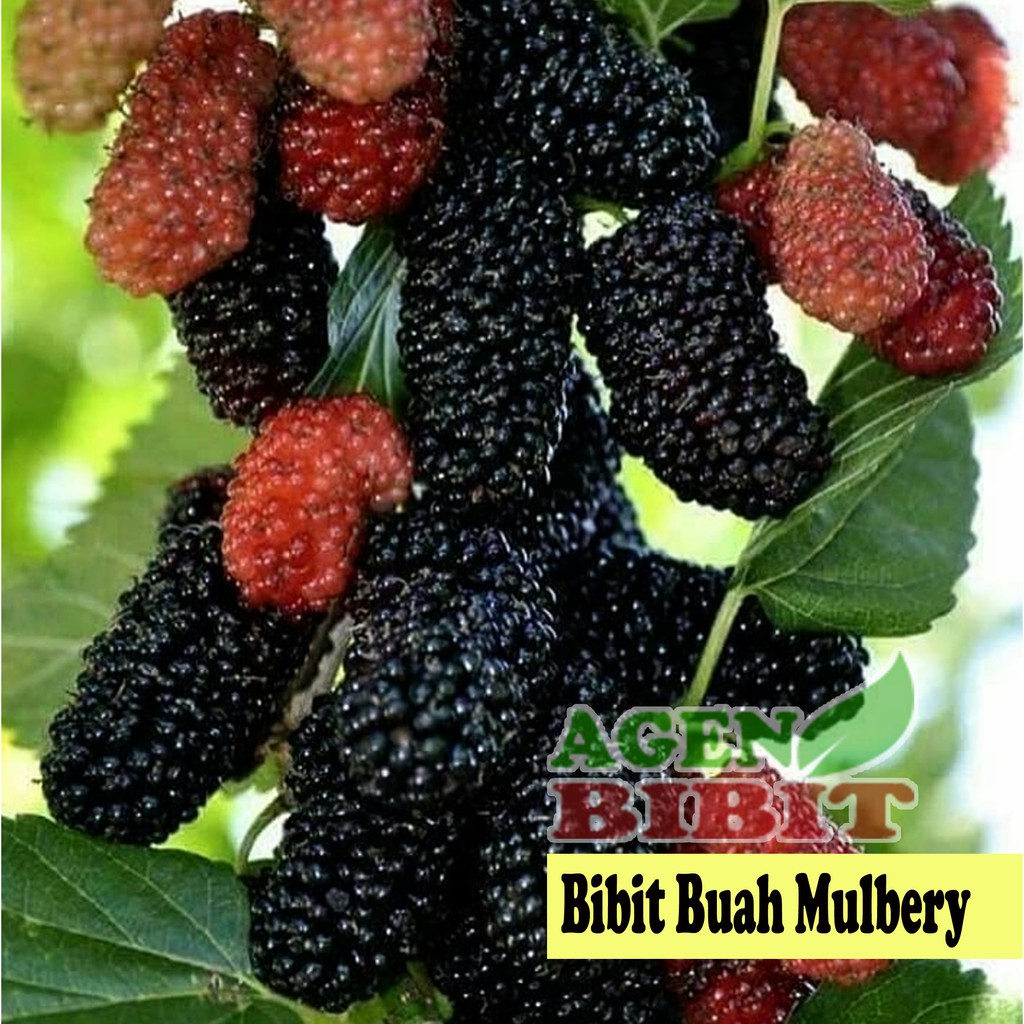 Jual Bibit Pohon Mulberry Buah Mulbery Murbei Merah Hitam Daun Ulat ...