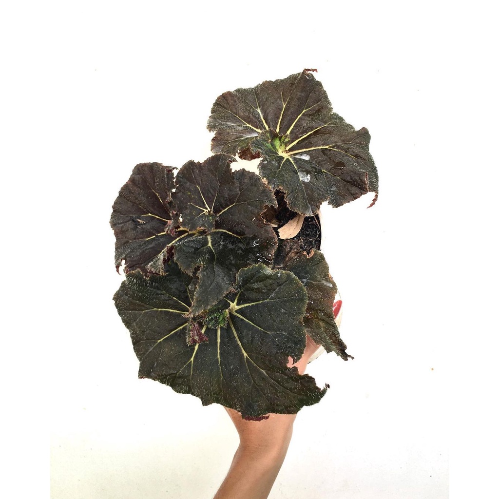 Jual Tanaman begonia black mamba / keong hitam | Shopee Indonesia