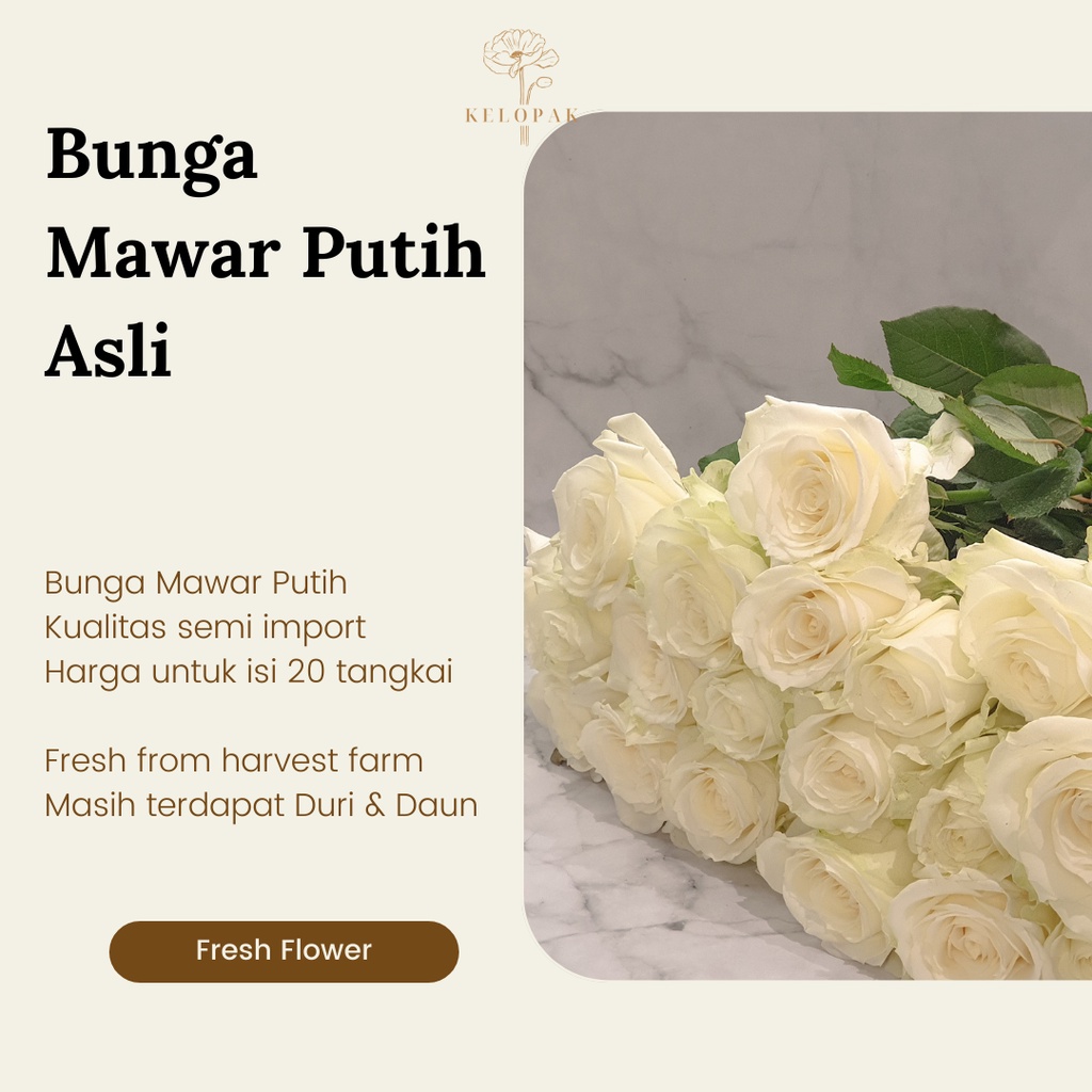 Jual Bunga Mawar Putih Asli isi 20 Tangkai/Mawar Potong/Bunga Segar ...