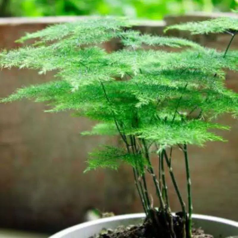 Jual Tanaman hias bunga pakis suplir runcing asparagus setaceus ...