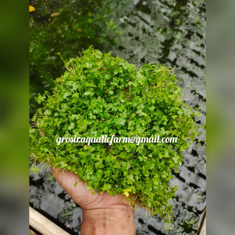 Jual hidrocotyle Tripatra bahan aquascape-hiasan aquarium | Shopee ...