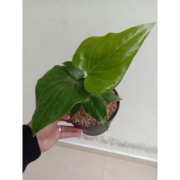 Jual anthurium brownii (anthurium corong) | Shopee Indonesia