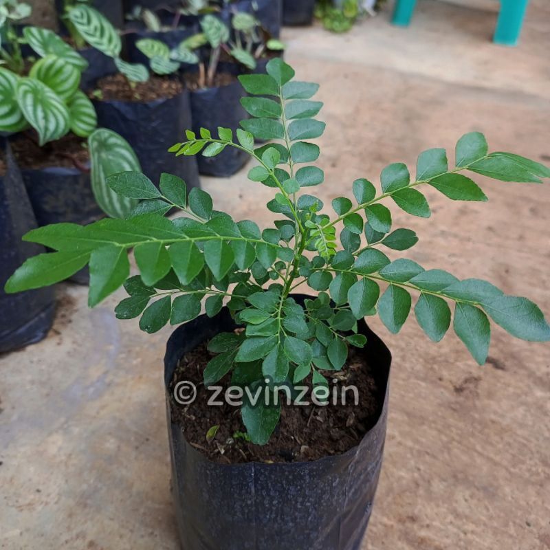 Jual Bibit Daun Kari / Salam Koja / Temurui | REMPAH DAUN - BUMBU MASAK ...