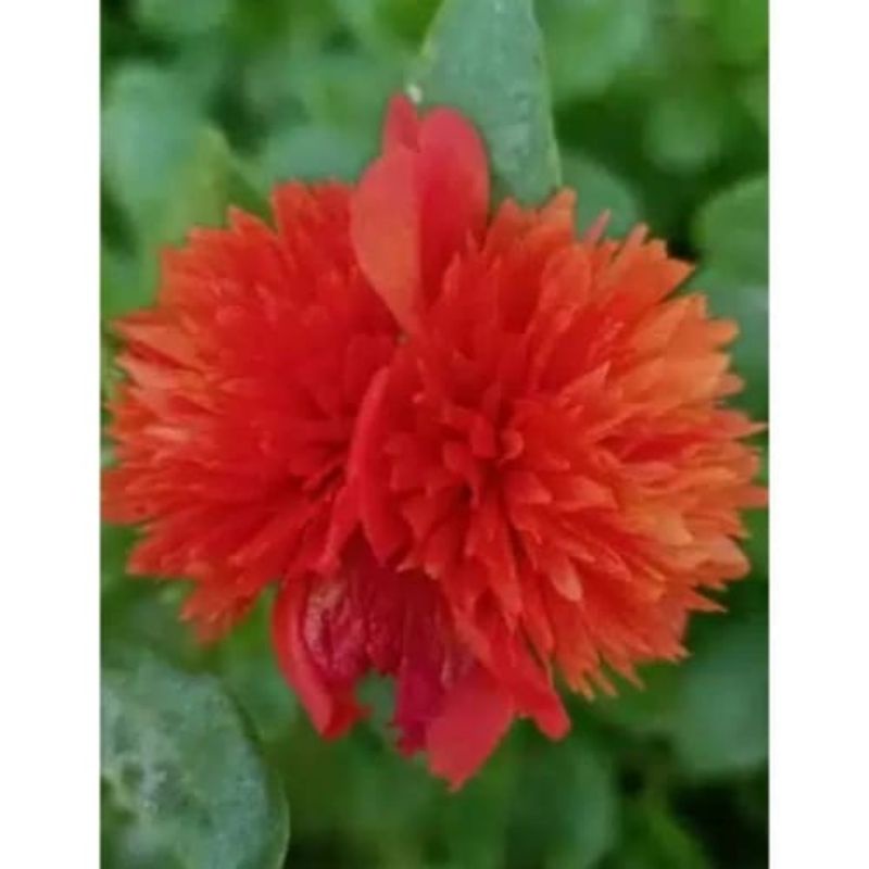 Jual bunga krokot hijau Harga Terbaik & Termurah Oktober 2023 | Shopee ...