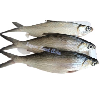 Jual Ikan Bandeng Segar Ikan Bandeng Fresh 1Kg | Shopee Indonesia