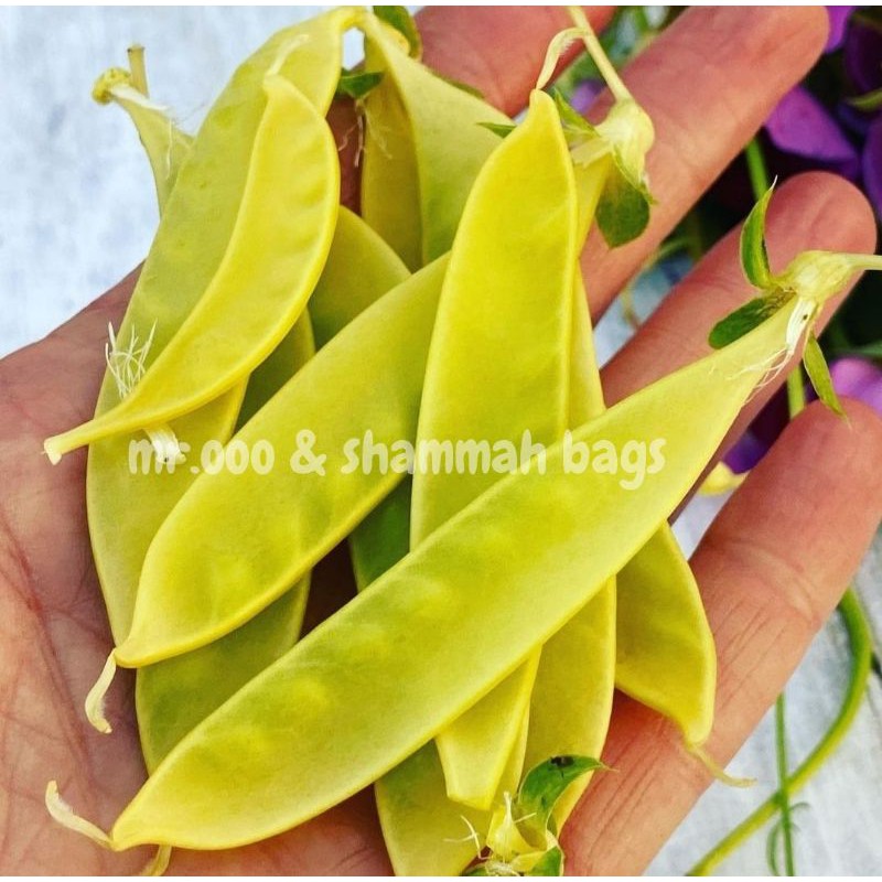 Jual Benih Sayur - Pea - Golden Sweet -10 benih - Import | Shopee Indonesia