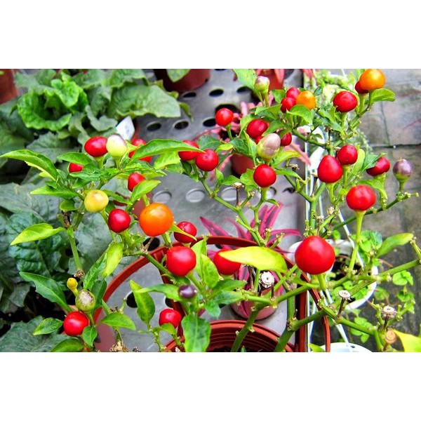 Jual Bibit Benih Biji Cabe Red Cherry Hots Pepper - Bibit Tanaman Pohon ...