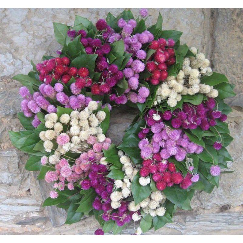 Jual Pohon kenop bunga ungu / pohon kancing sudah berbunga | Shopee ...