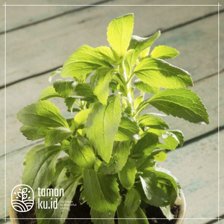 Jual Tanaman Herbal Stevia /Tanaman Manis Alami Pengganti Gula/Daun ...