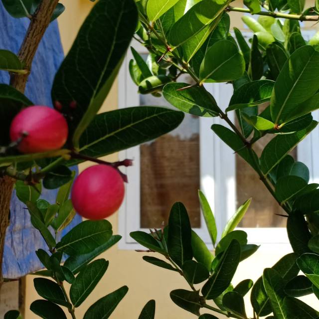 Jual Buah karenda atau renda | Shopee Indonesia