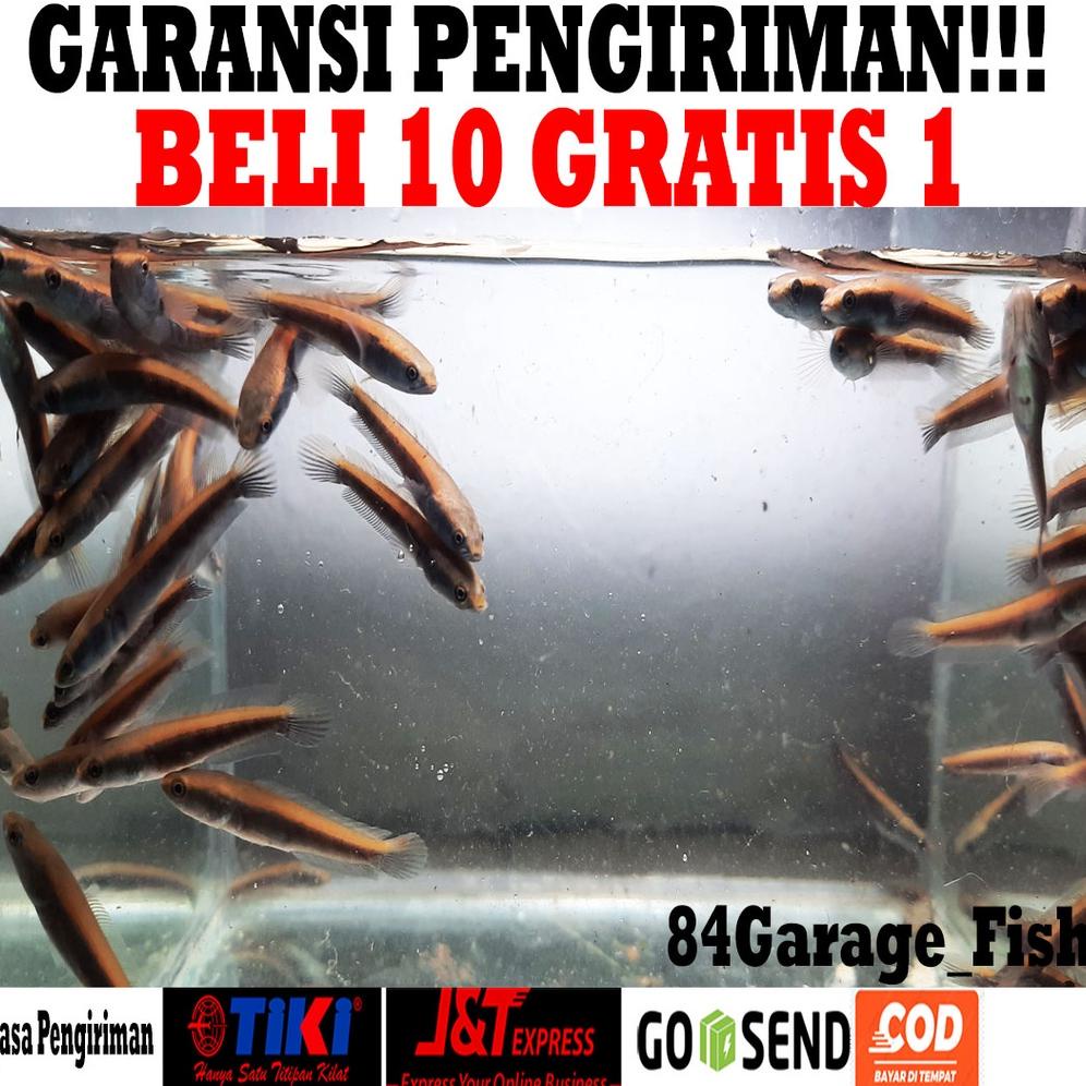 Jual CHANNA MARU YS 5CM MATA MERAH CHANA YELLOW SENTARUM | Shopee Indonesia