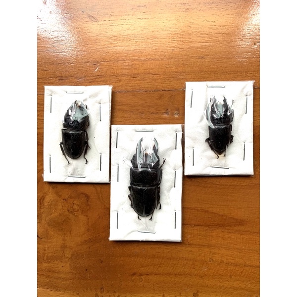 Jual awetan kumbang capit dorcus eurycephalus | Shopee Indonesia