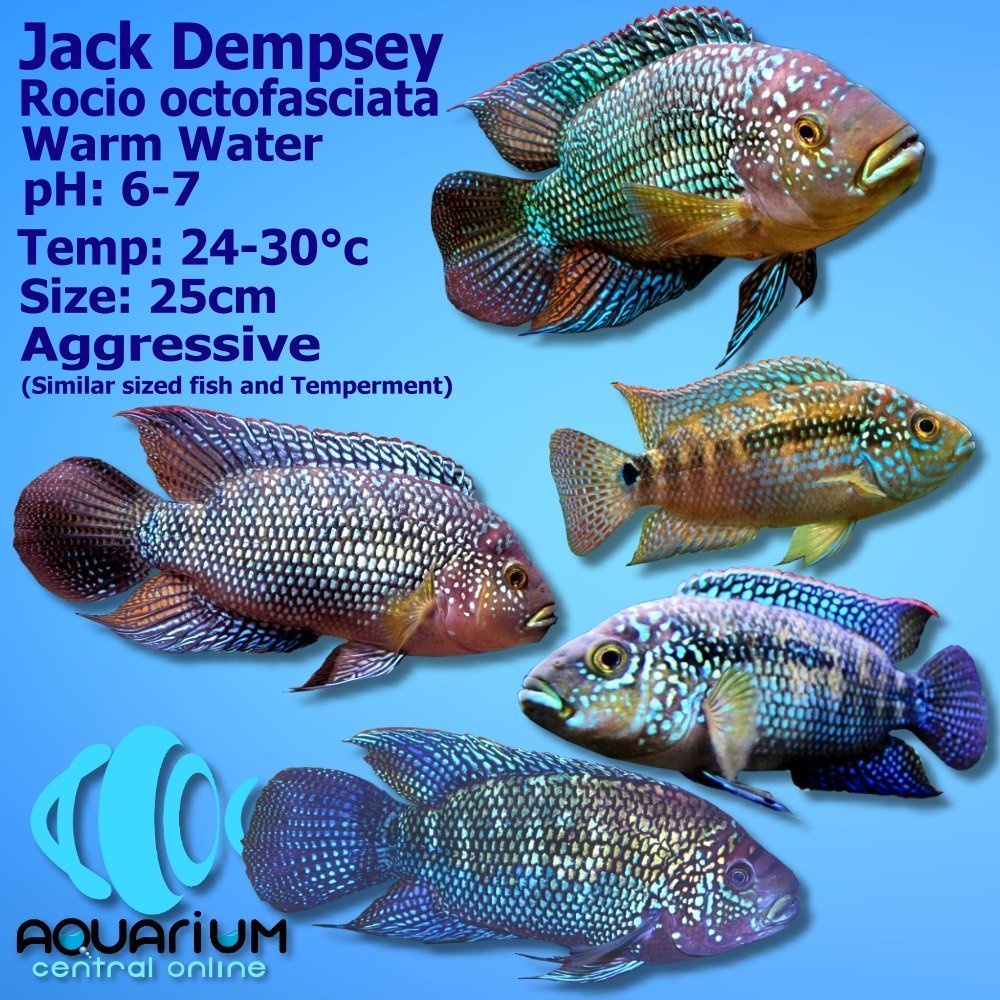 Jual Ikan Hias American Cichlid Jack Dempsey | Shopee Indonesia