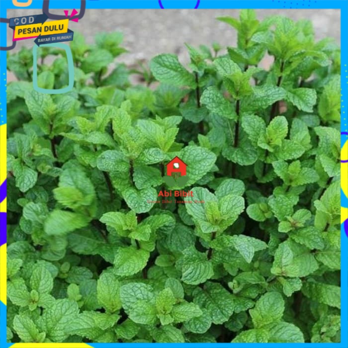 Jual Bibit daun min | Shopee Indonesia