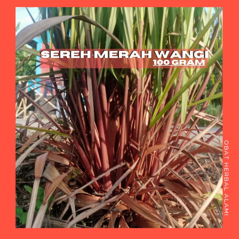 Jual Sereh Merah Wangi Segar Obat Herbal 100gr | Shopee Indonesia