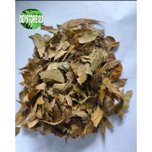 Jual Daun Mindi kering 500 gram | Shopee Indonesia
