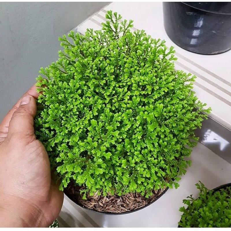 Jual Tanaman bunga rumput Papua / lumut Ambon / Selaginella apoda ...