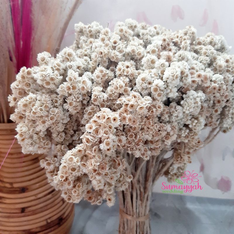 Jual EDELWEIS 30-50 TANGKAI /DRIED FLOWER /BUNGA EDELWEIS/ BUNGA KERING ...
