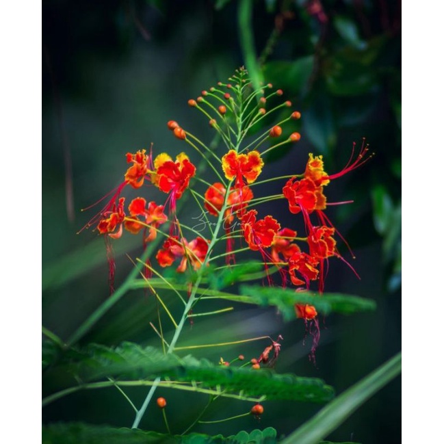 Jual tanaman kembang merak - Caesalpinia pulcherrima | Shopee Indonesia
