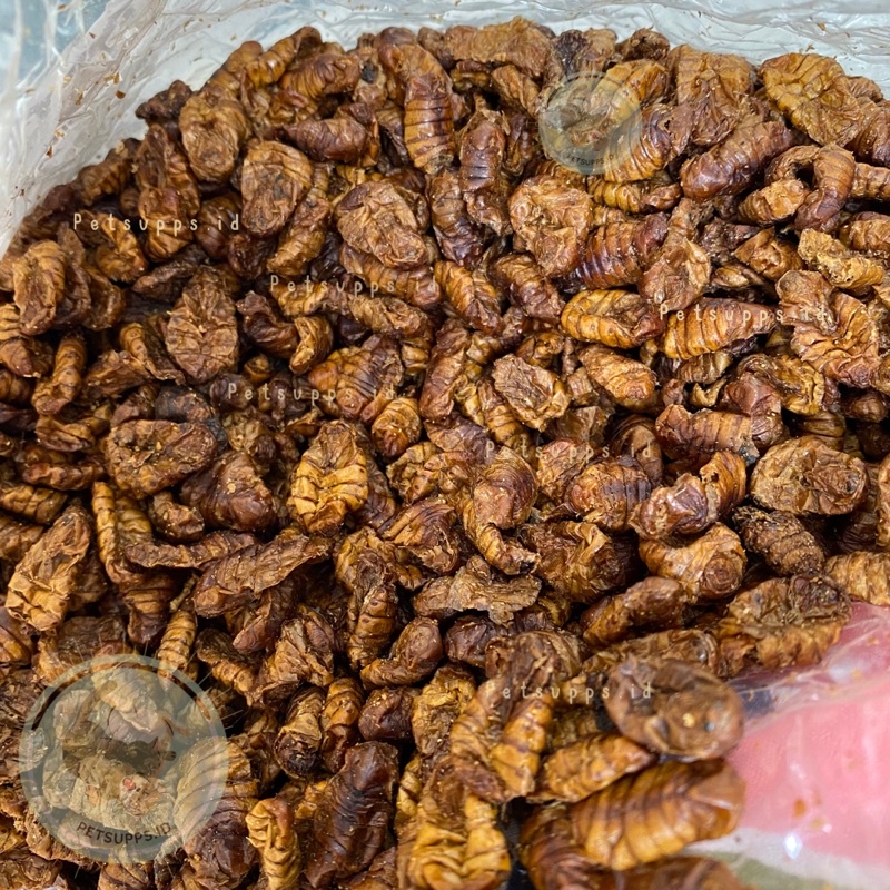Jual Dried silkworm pupae 20gr | ulat sutra kering | makanan cemilan ...