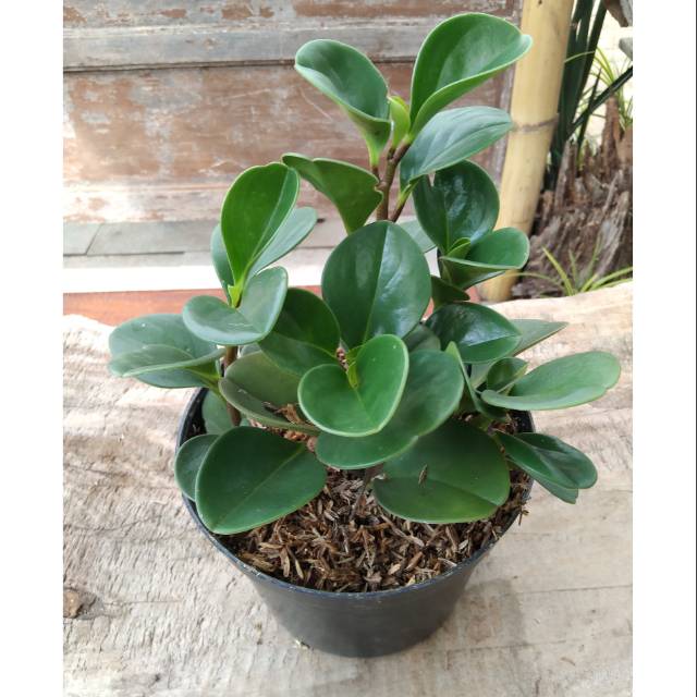 Jual Tanaman hias peperomia hijau / Jade plant/ teplan | Shopee Indonesia