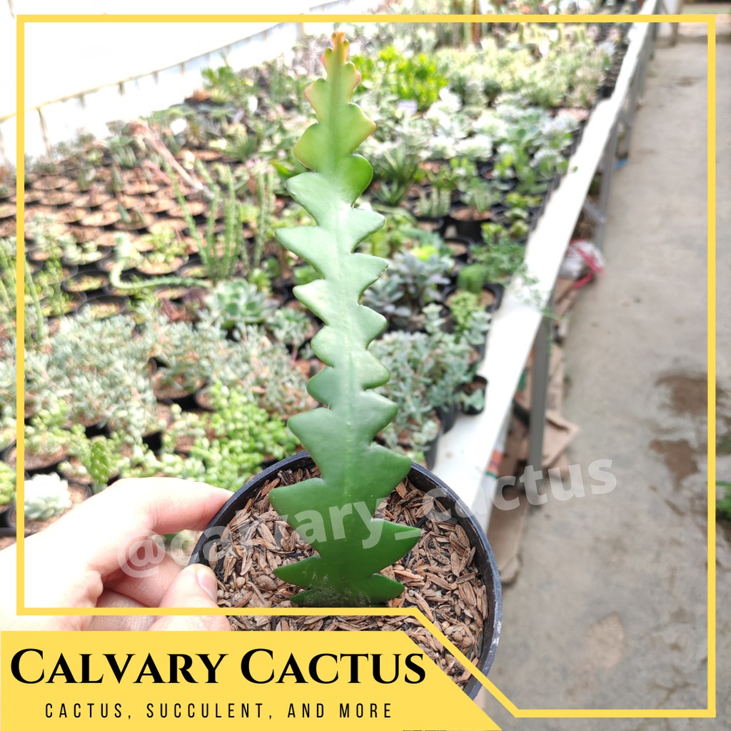 Jual Disocactus Anguliger - Fishbone Cactus - Wijaya Kusuma Tulang Ikan ...