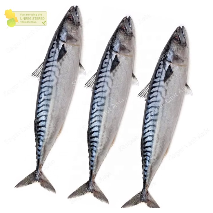 Jual Ikan Makarel Segar Ikan Saba Makarel Ikan Hasil Laut Segar ...