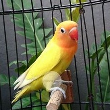 Jual Burung Lovebird Paskun | Lakbet Paskun | Pastel Kuning | Shopee ...