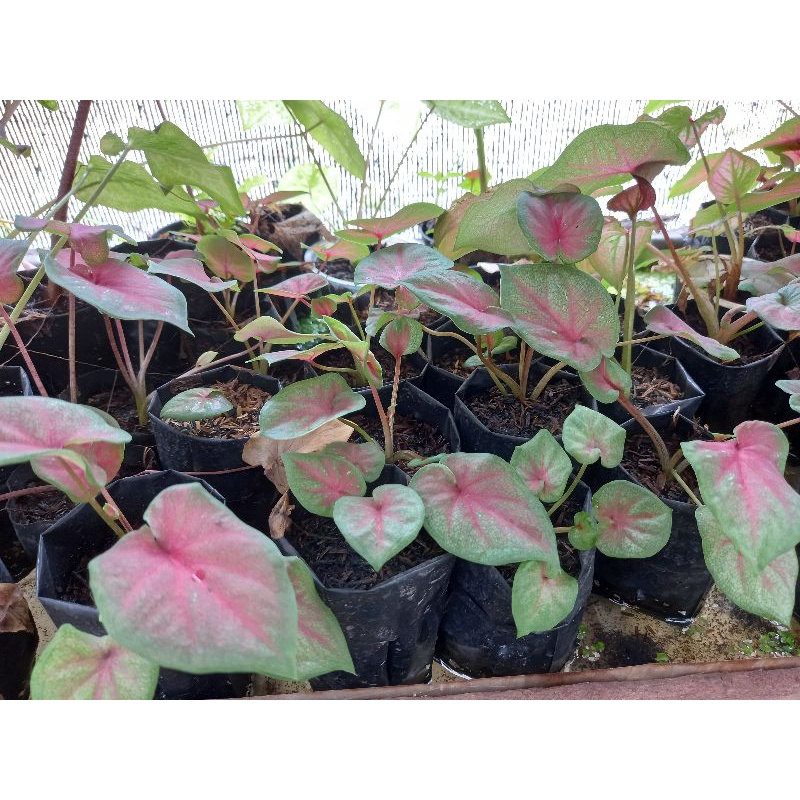 Jual Bibit kaladium Red Jaguar daun ganda | Shopee Indonesia