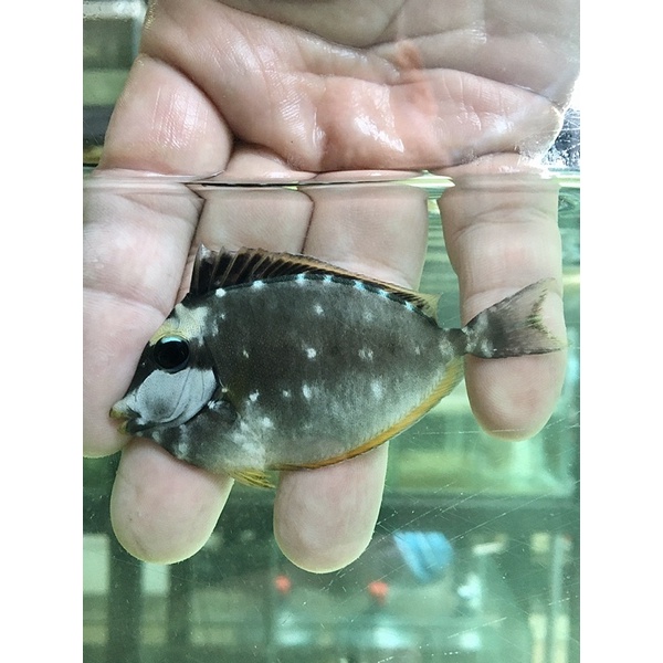 Jual botana naso asli / naso bali / naso tang (SUDAH MAKAN PELET ...