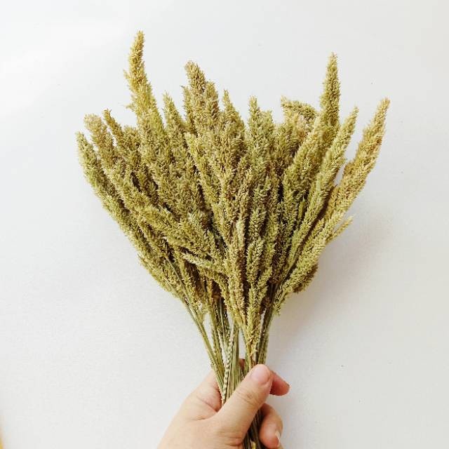 Jual Rumput Jawan Kering Backdrops Background Properti Foto Aesthetic ...