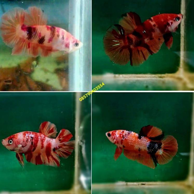 Jual Readi sekali Cupang Plakat Nemo Klasik K31C04 thanks | Shopee ...