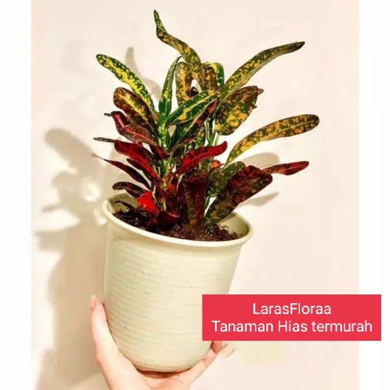 Jual Tanaman Hias Puring Cabe Kuning Merah / Tanaman Puring / Tanaman ...