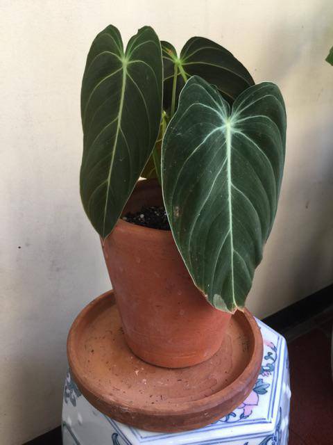 Jual Philodendron milanochrysum / tanaman hias Philo melanocrisum ...