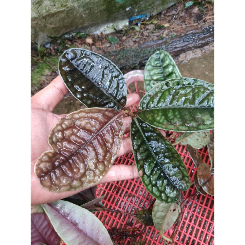 Jual labisia turtle/labisia kura-kura | Shopee Indonesia