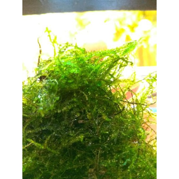 Jual JTU685 Java Moss BAHAN ( TANAMAN AIR / AQUASCAPE) | Shopee Indonesia
