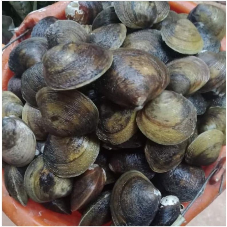 Jual toe/ totok kerang seafood 1 kg | Shopee Indonesia