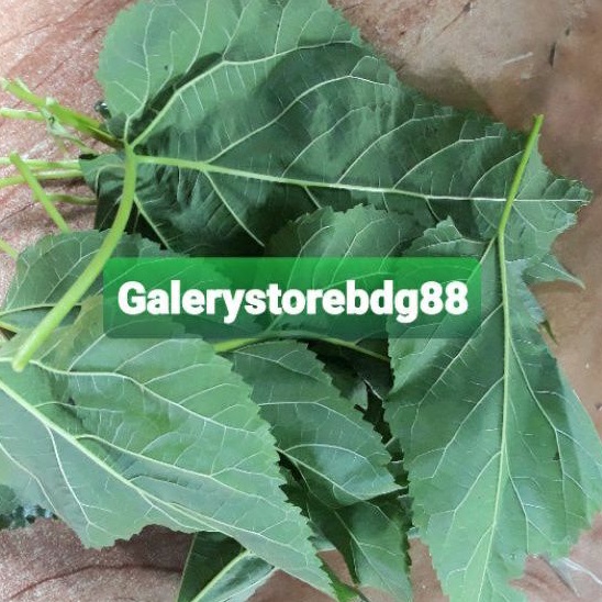 Jual Daun mulberry daun murbei segar atau daun babasaran 250 gram ...