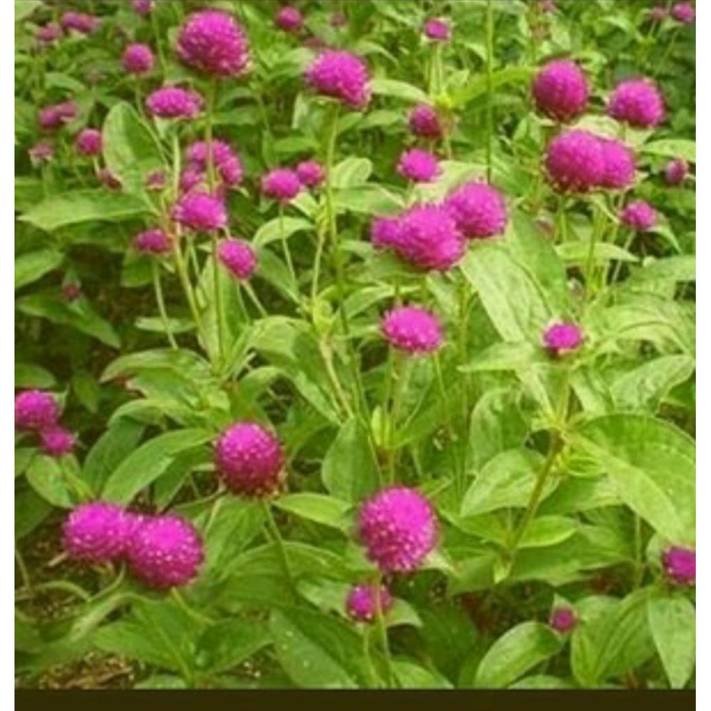 Jual B4Ru Tanaman Bunga Kancing | Shopee Indonesia