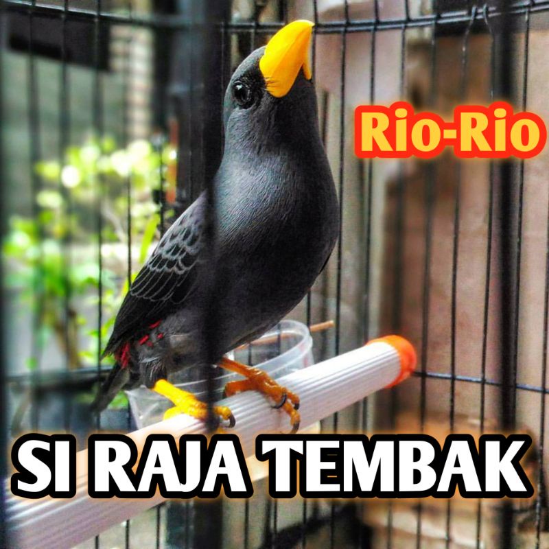 Jual Burung Jalak Rio Rio bunyi bahan rawatan bukan jalak kebo | Shopee ...