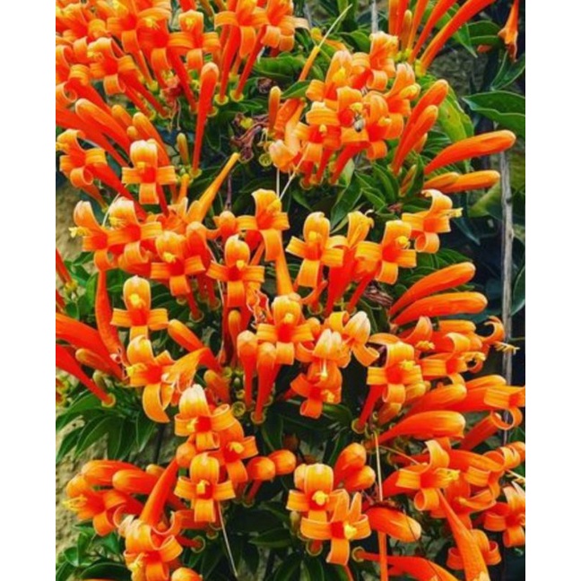 Jual bunga vegetasi stevanut Oren jalar api flam vine | Shopee Indonesia