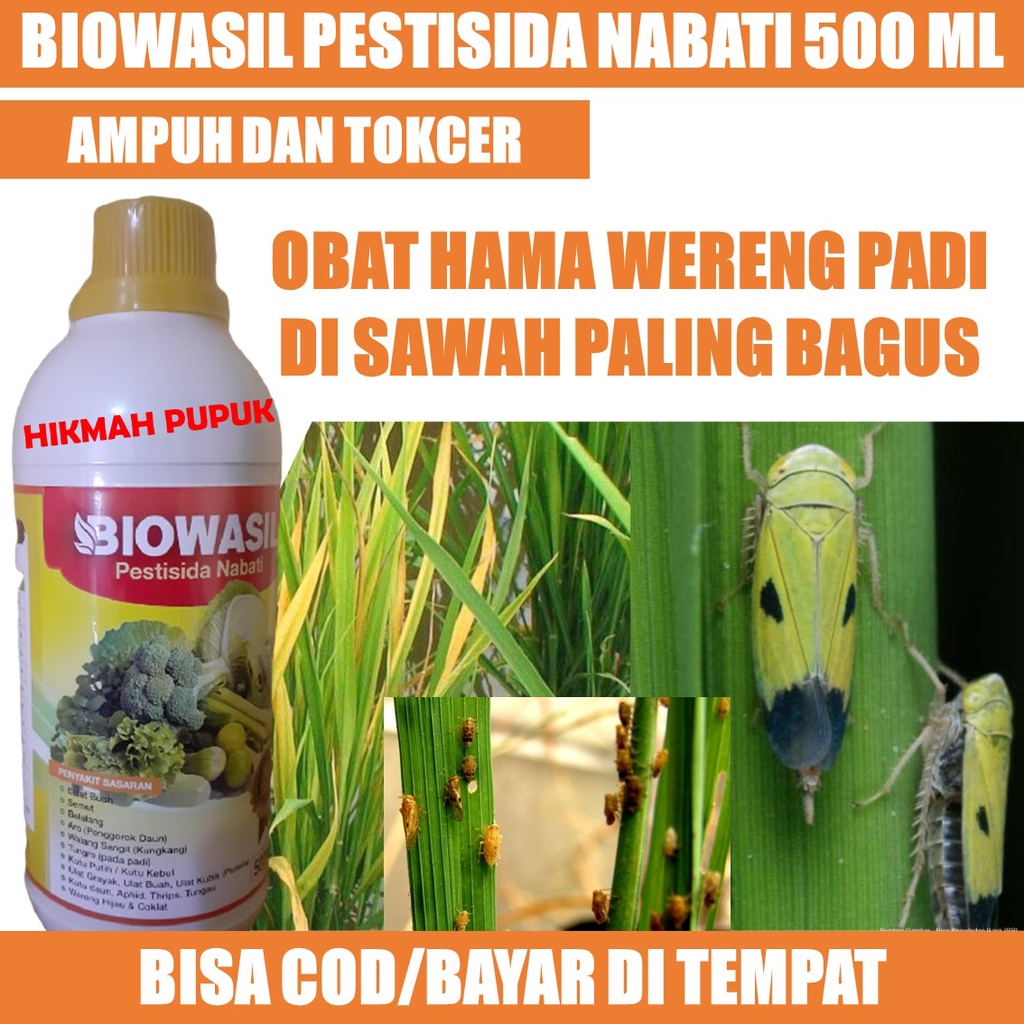Jual PESTISIDA BIOWASIL - Obat Hama Wereng Paling Ampuh, Obat Hama ...