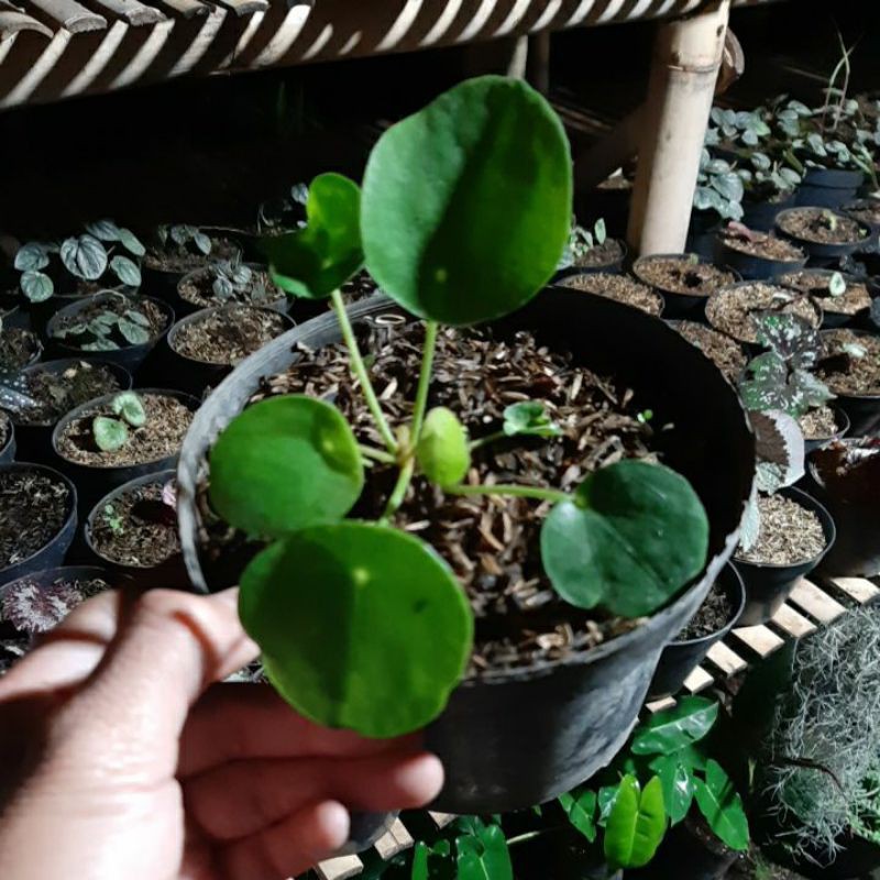 Jual Pilea Peperomides/Pillea/tanaman indoor | Shopee Indonesia