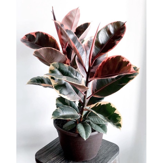 Jual Tanaman Huas Karet Kebo - Tanaman hias Ficus Ruby - Ficus Ruby ...