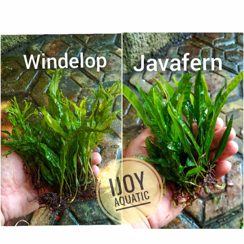 Jual Kadaka tanaman aquascape. kadaka java fern, kadaka windelop ...