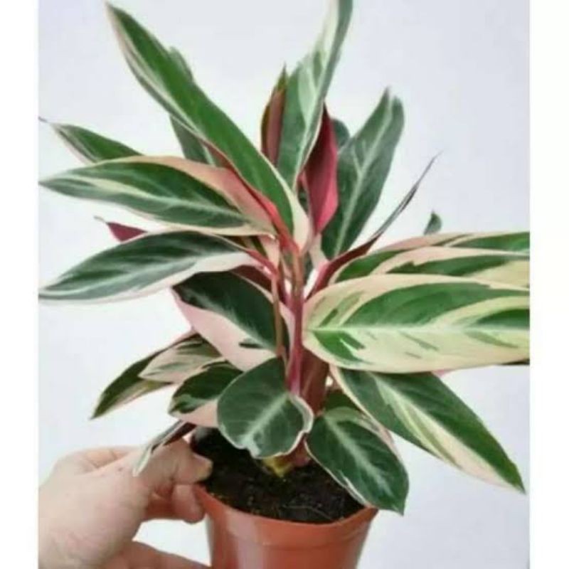 Jual tanaman hias calathea rainbow, maranta, Meranti bali | Shopee ...