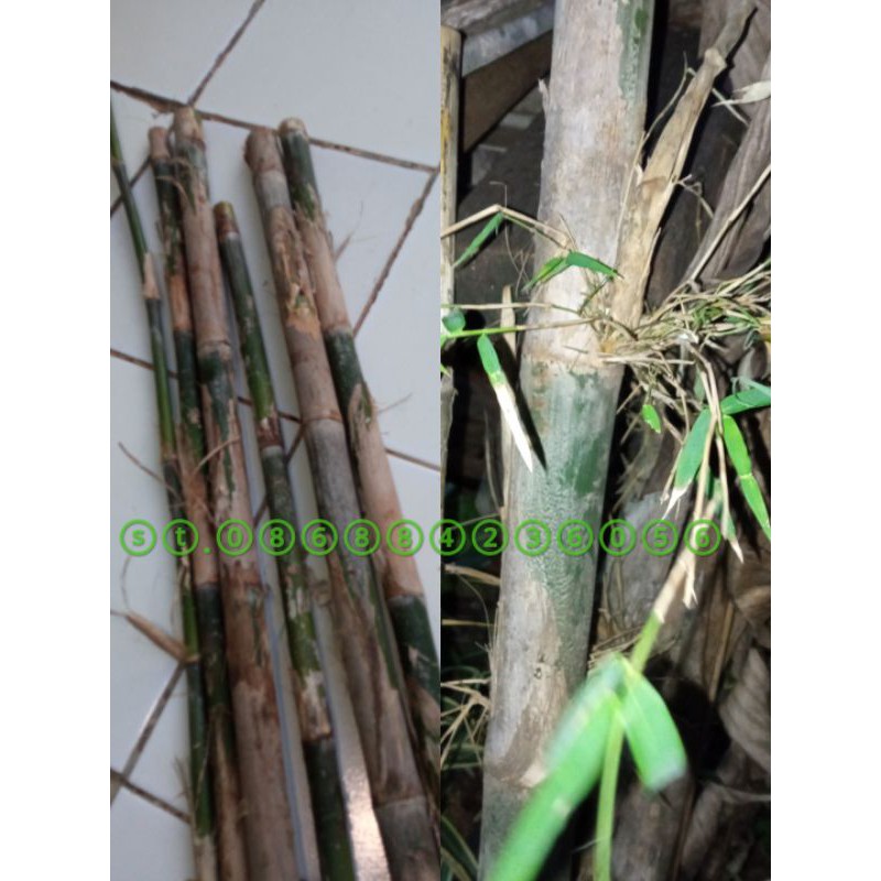 Jual stek batang bambu pagar - bambu jepang pagar rumah ,pagar kebun ...