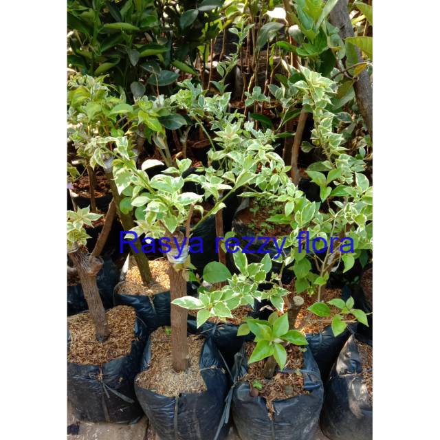 Jual Bibit Bunga Bougenvil // Bibit Bougenville 3 warna | Shopee Indonesia